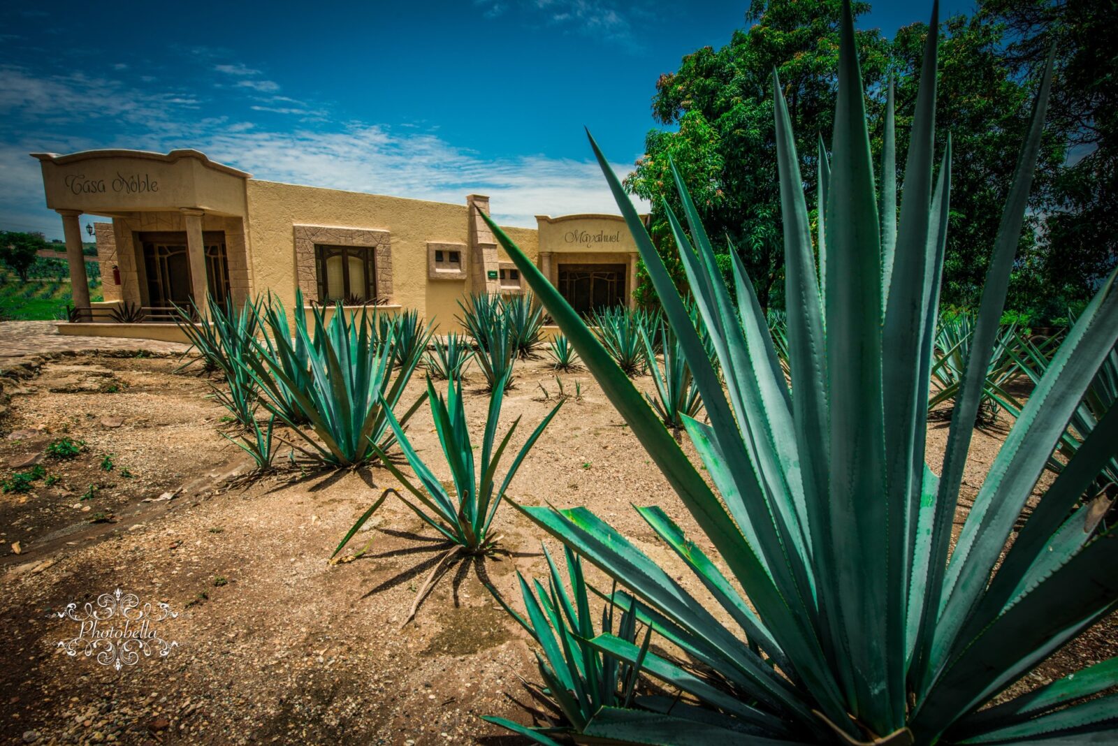 How Is Mezcal Made and Different Types